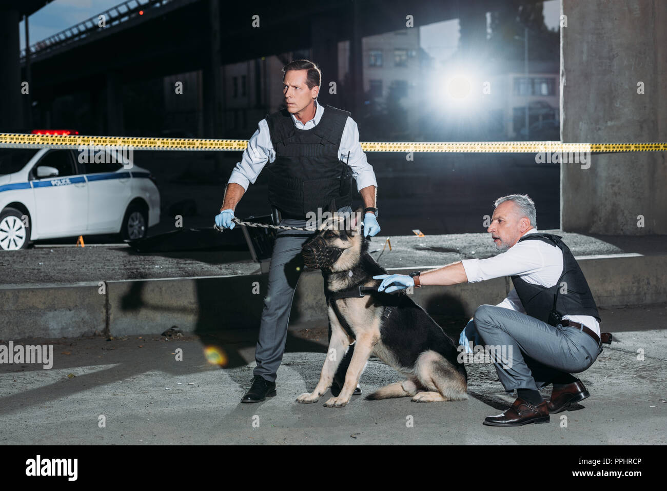 middle aged policeman pointing by finger to colleague with dog on leash ...