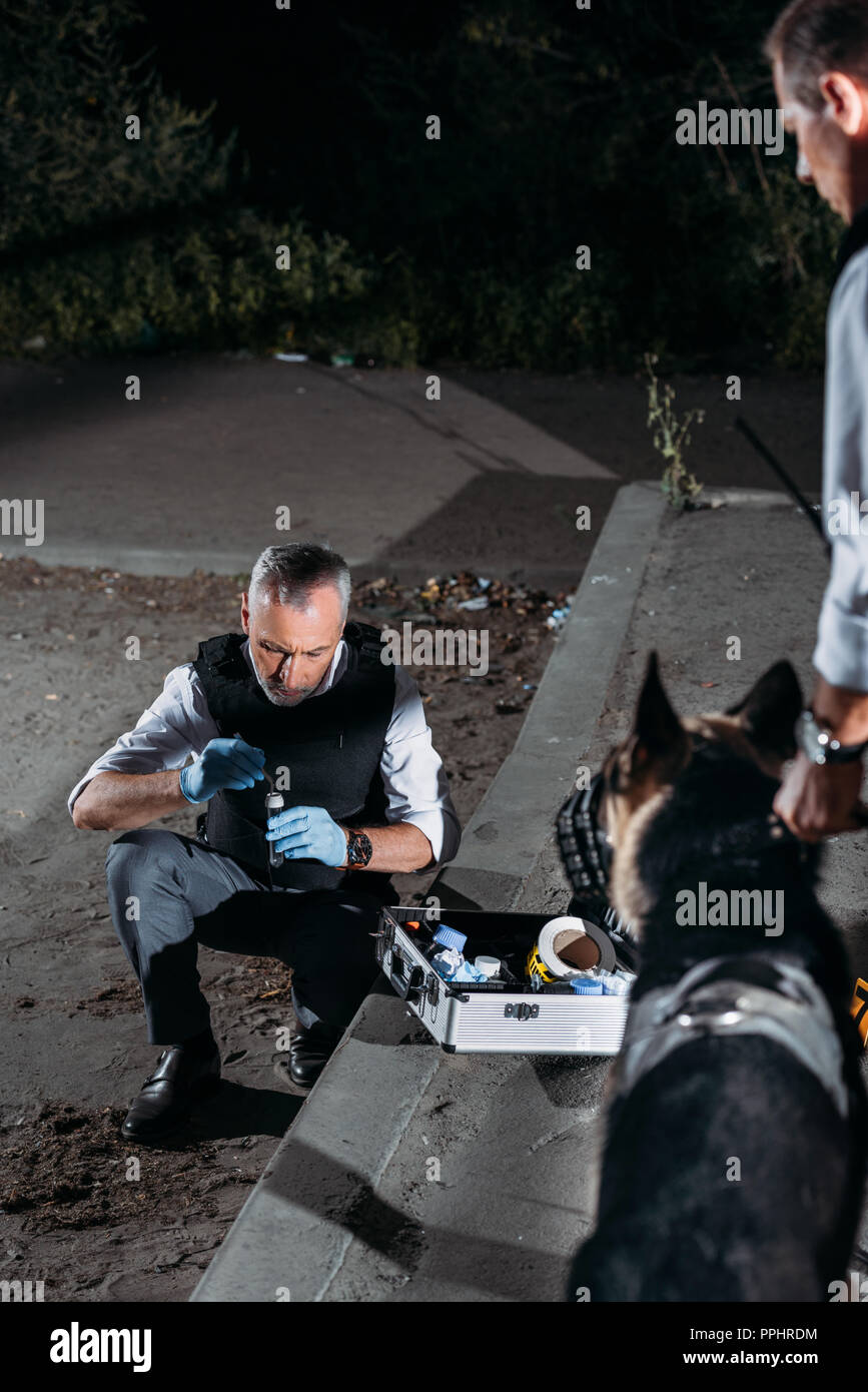 male police officer in latex gloves collecting evidence with case for ...