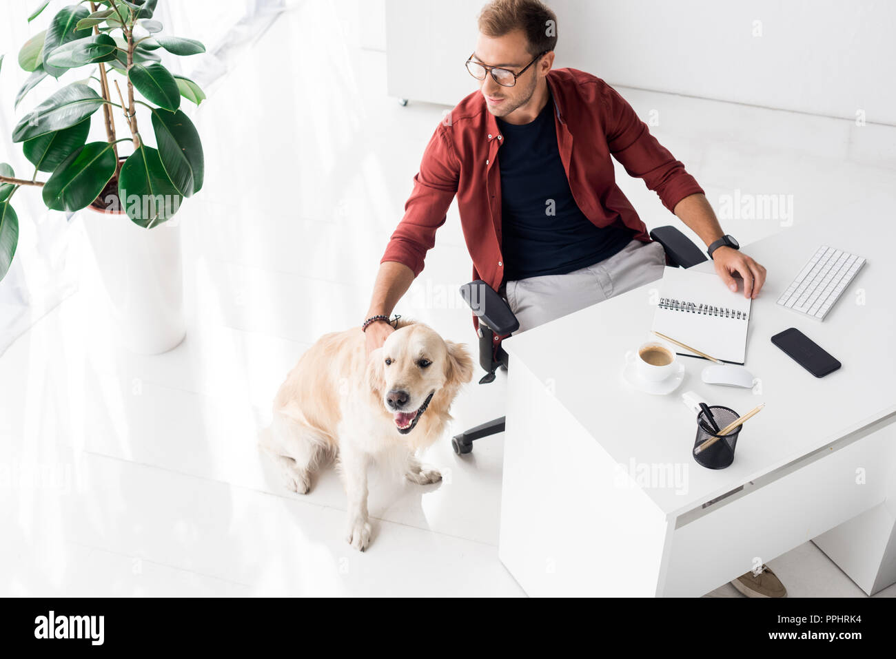 handsome businessman and golden retriever dog in modern office Stock ...