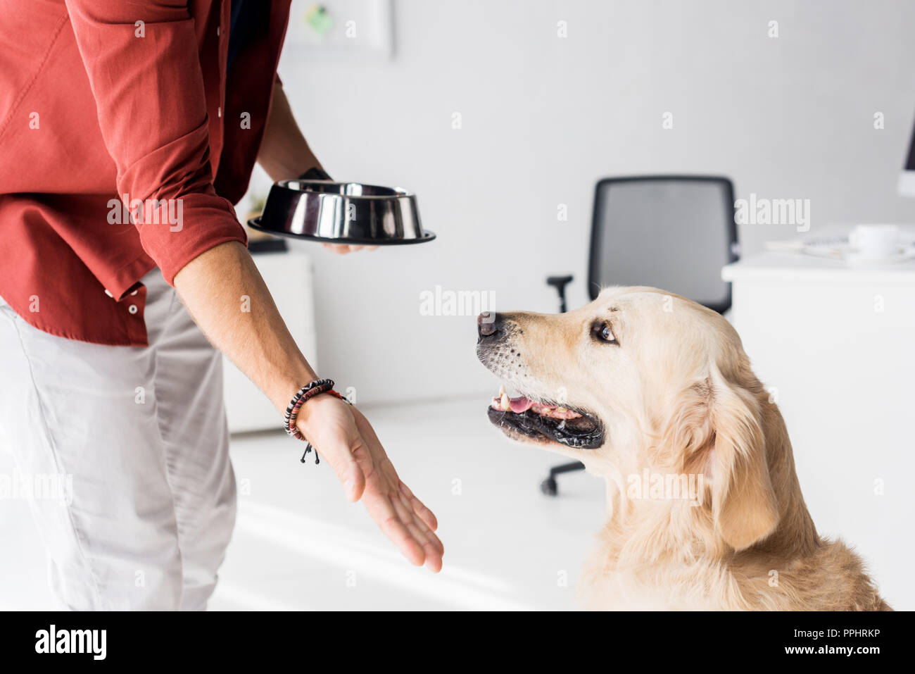 cropped view of man with dog bowl giving hand to golden retriever dog ...