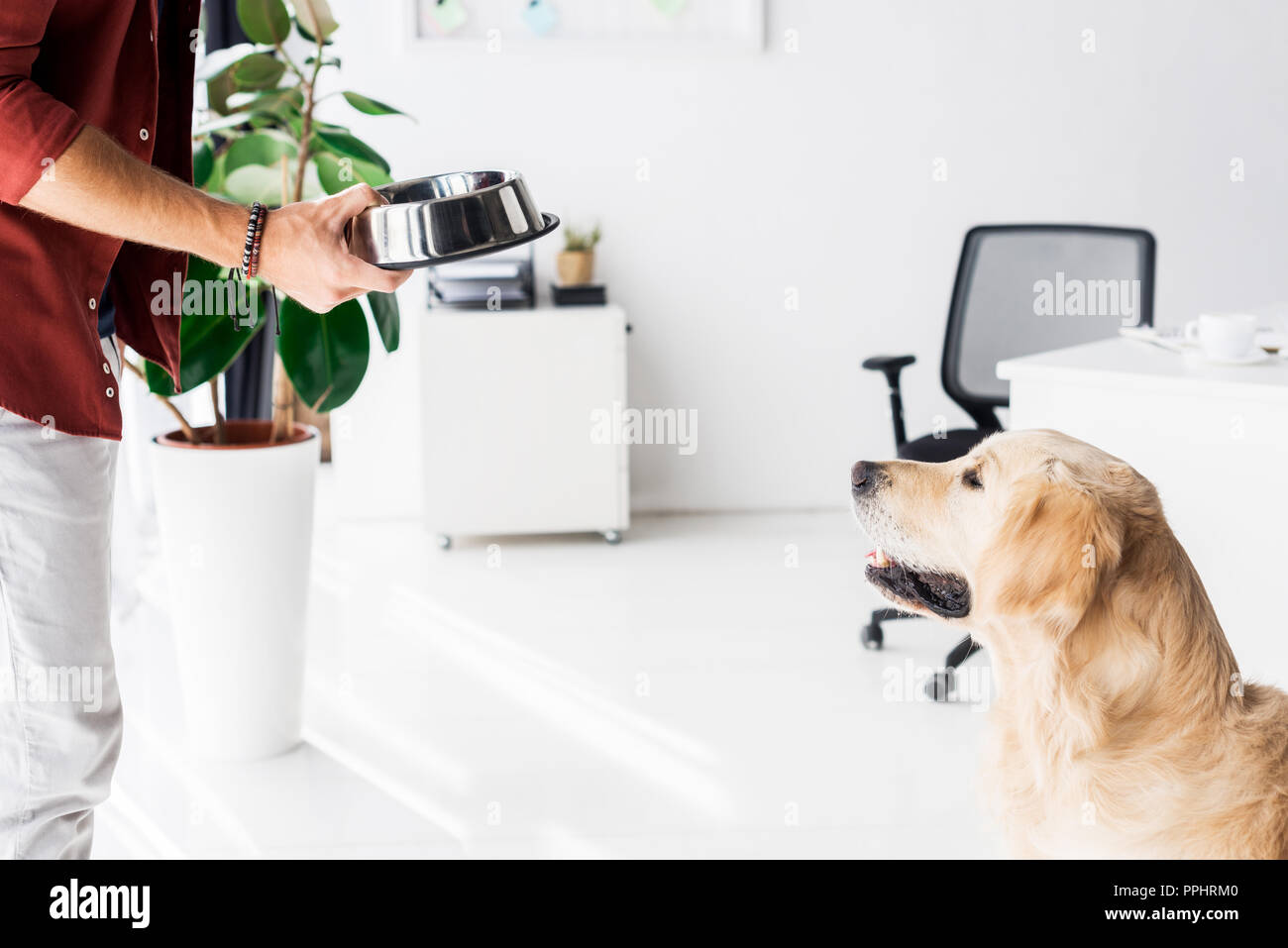 cropped view of man feeding funny golden retriever dog Stock Photo - Alamy