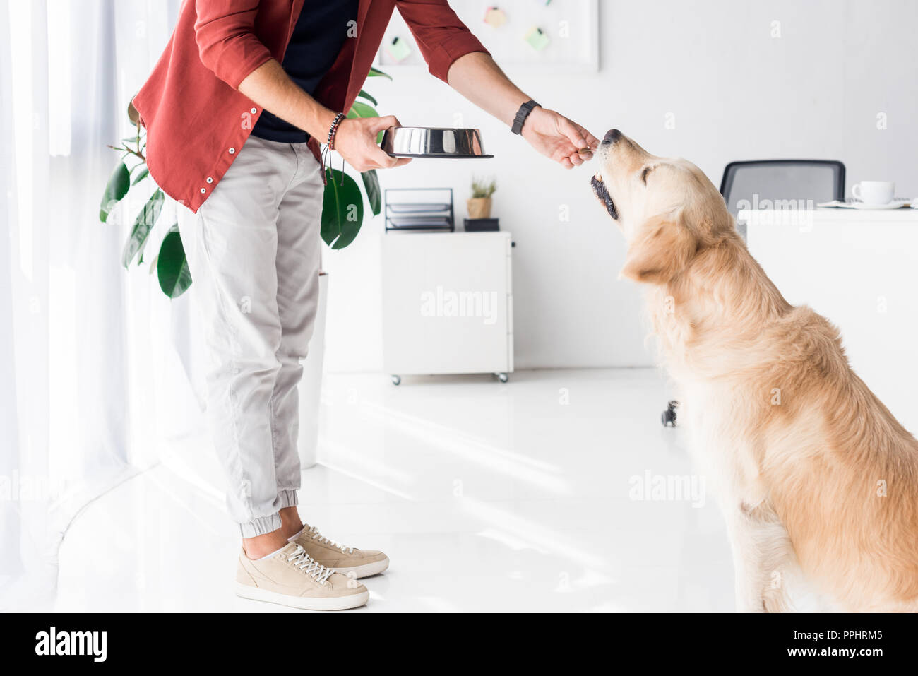 cropped view of man feeding golden retriever dog by workspace Stock ...