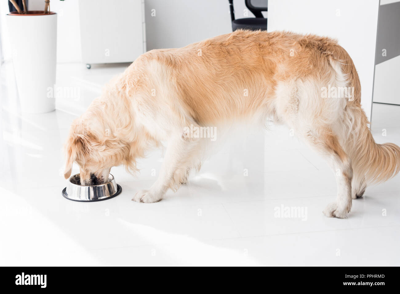 Golden retriever eating dog food hi-res stock photography and images ...