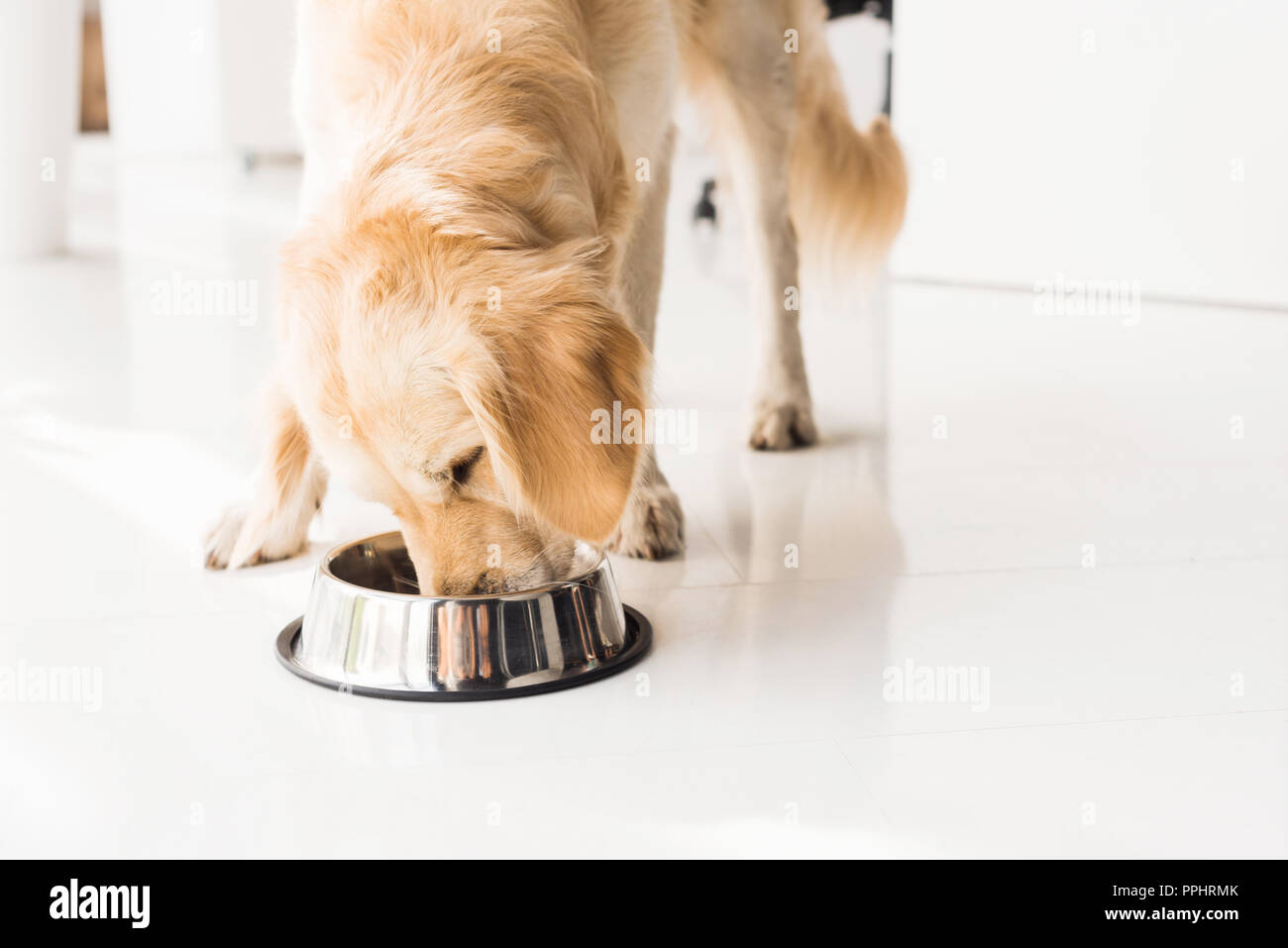 golden retriever eating dog food from metal bowl Stock Photo - Alamy