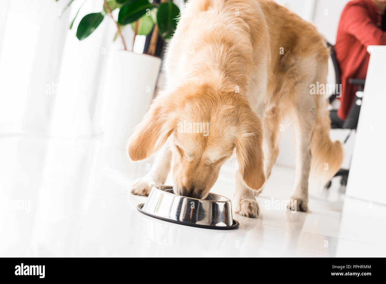 golden retriever eating food from dog bowl Stock Photo - Alamy