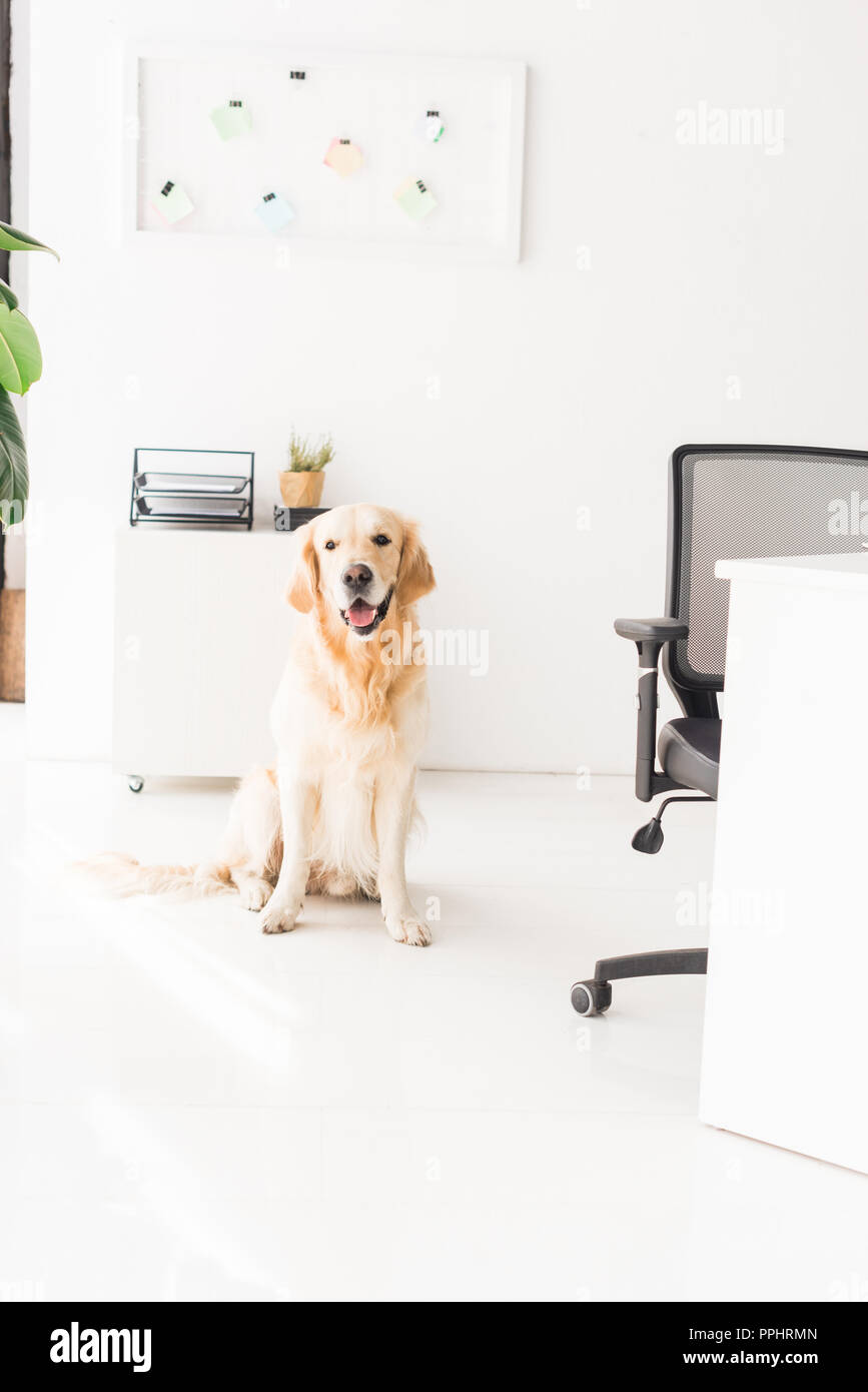 golden retriever dog sitting on floor near chair at workplace Stock ...