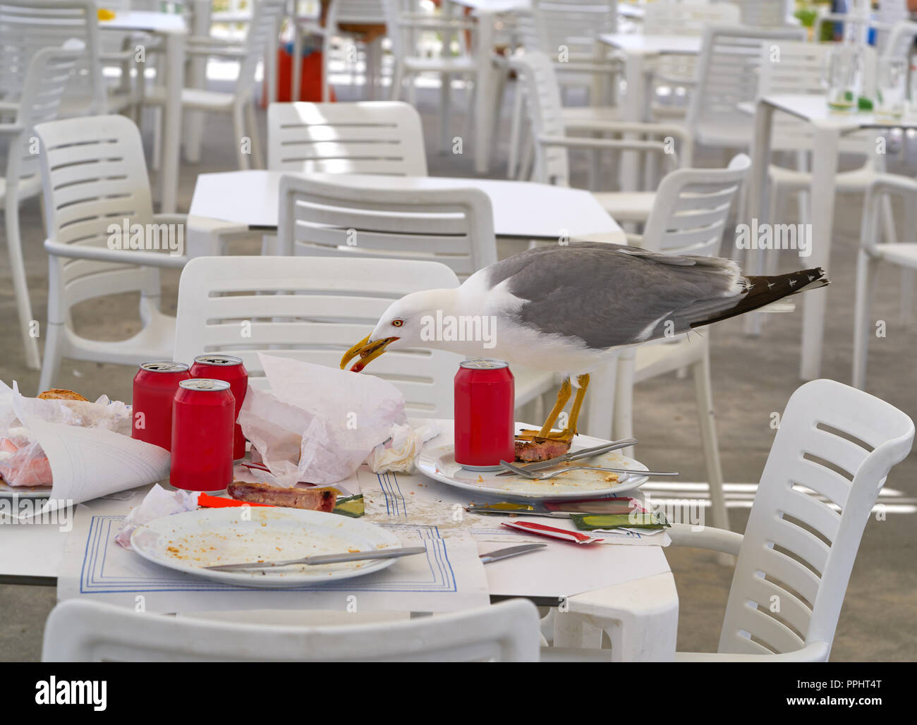 Thieving seagull hi-res stock photography and images - Alamy