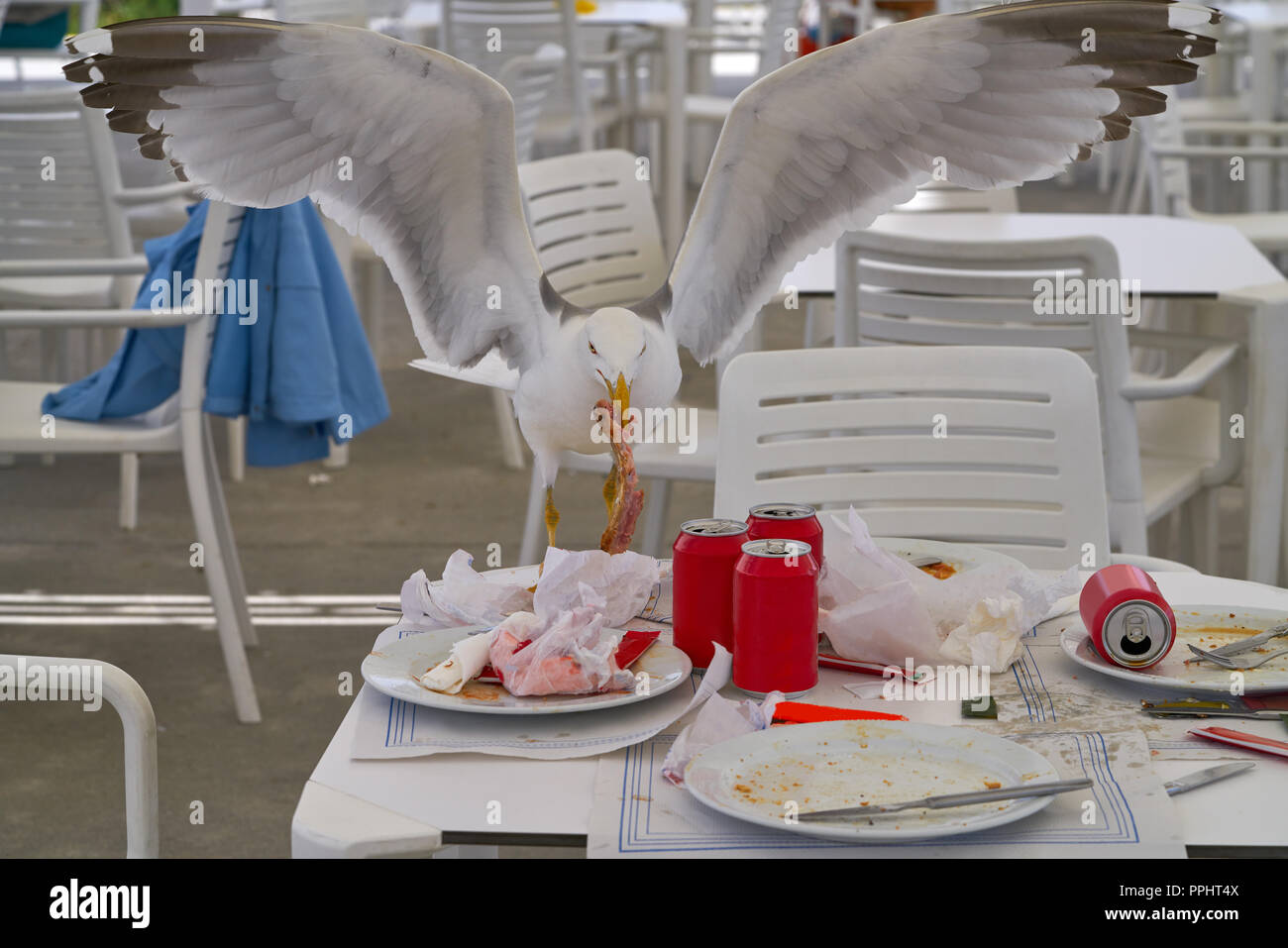 seagull eating on a restaurant table Stock Photo - Alamy