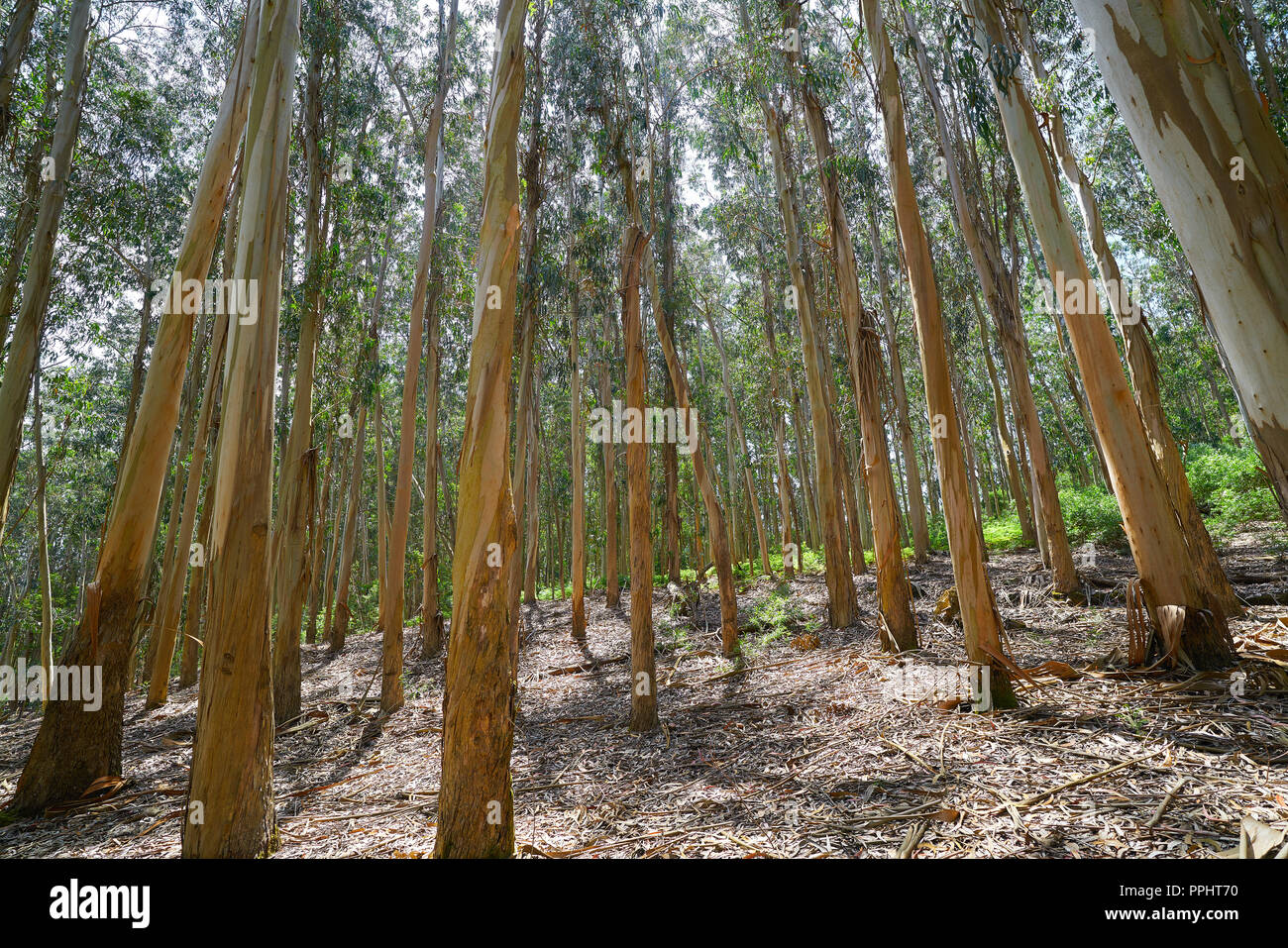 Eucalyptus galicia hi-res stock photography and images - Alamy