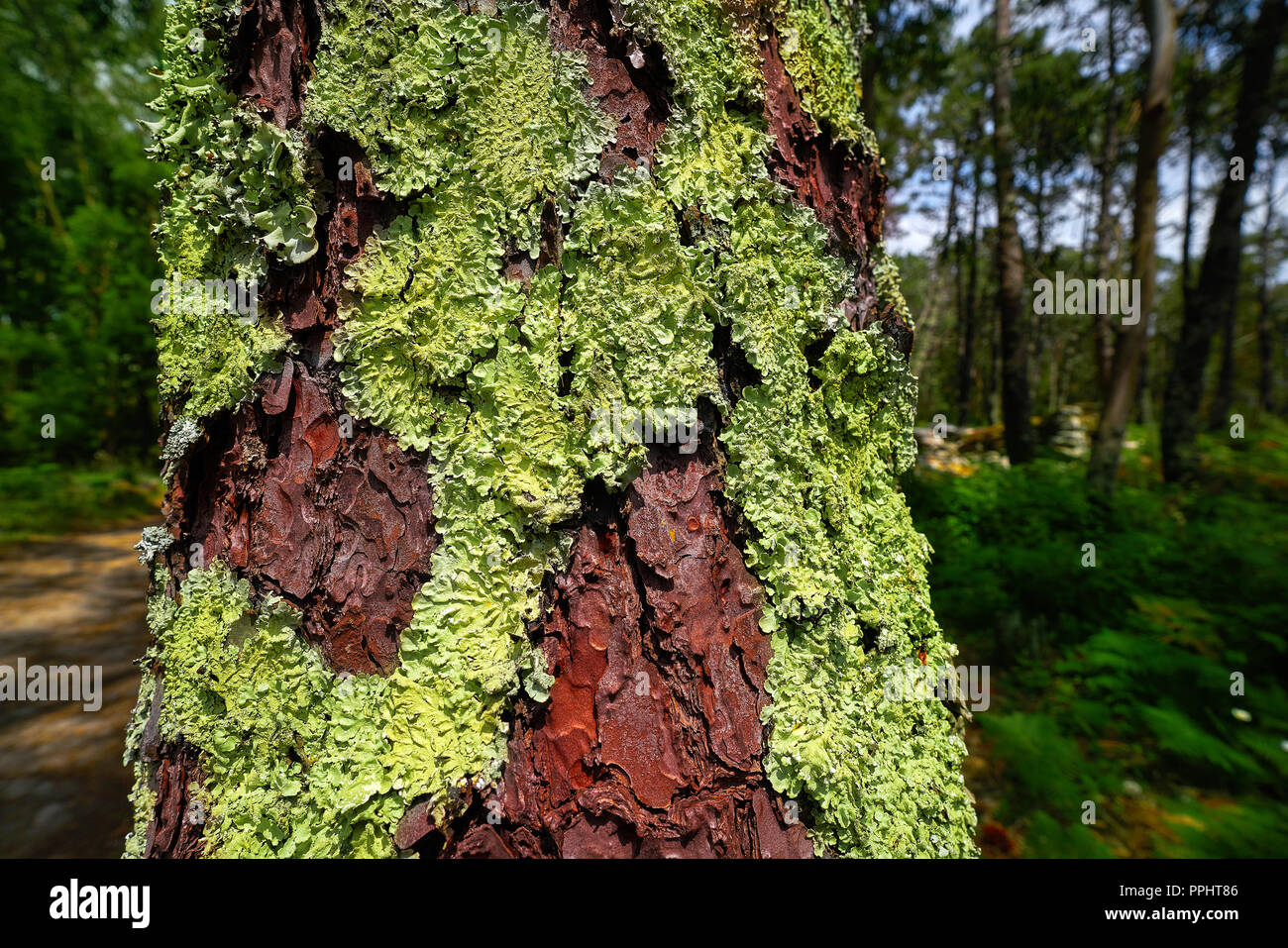 Green moss in pine trunk tree in Galicia of Spain Stock Photo - Alamy