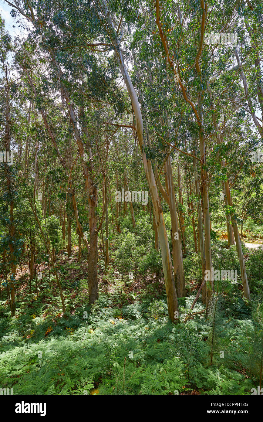 Eucalyptus galicia hi-res stock photography and images - Alamy