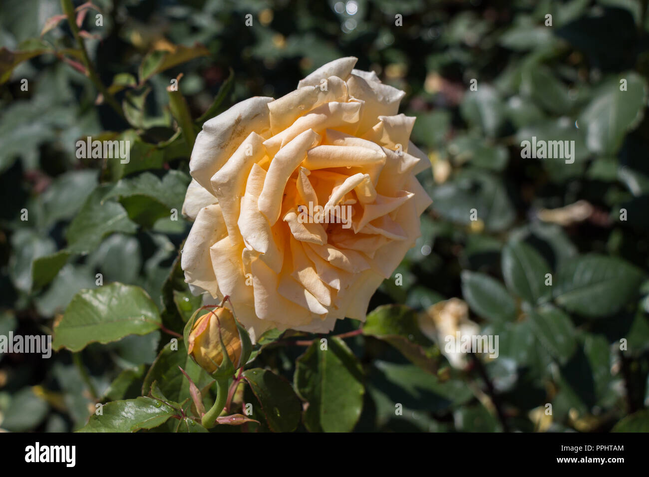 Blooming beautiful colorful rose in garden nature background Stock ...
