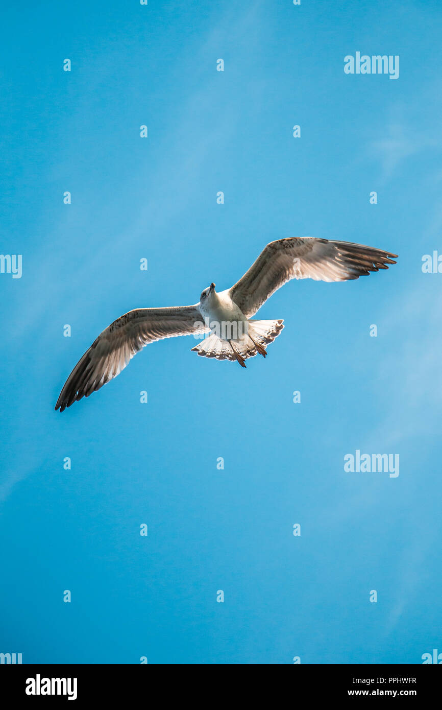 Seagull flying in blue sky over the sea waters Stock Photo - Alamy