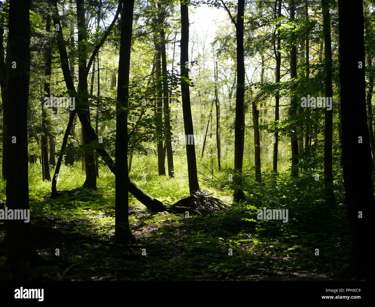 Unspoiled forest hi-res stock photography and images - Alamy