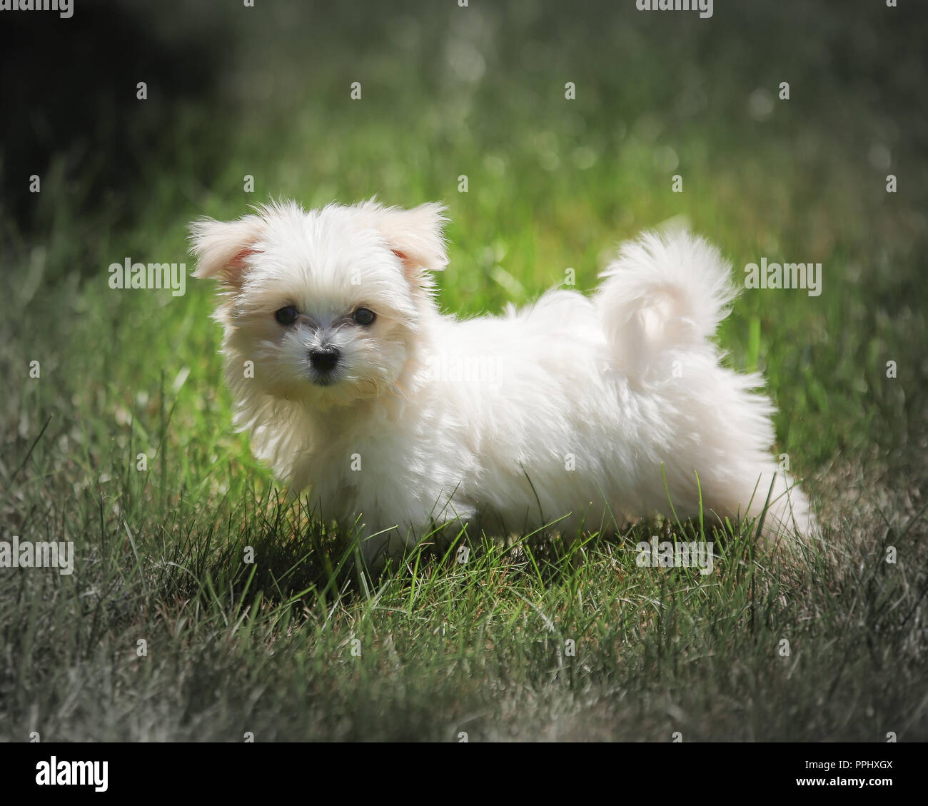 Little Adorable Maltese Puppy Playing on Green Grass! Stock Photo - Alamy