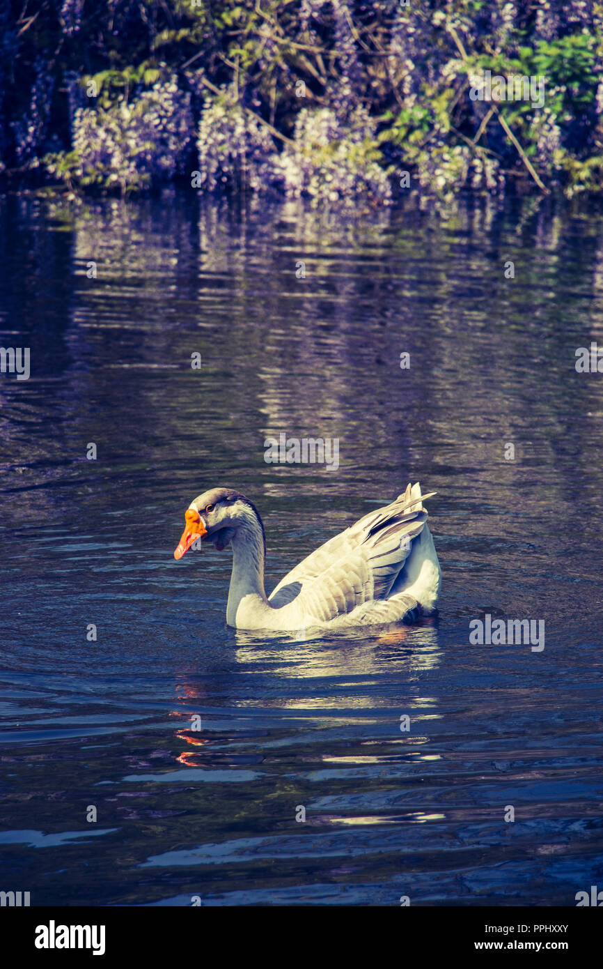 Single swans lives in the natural environment Stock Photo - Alamy