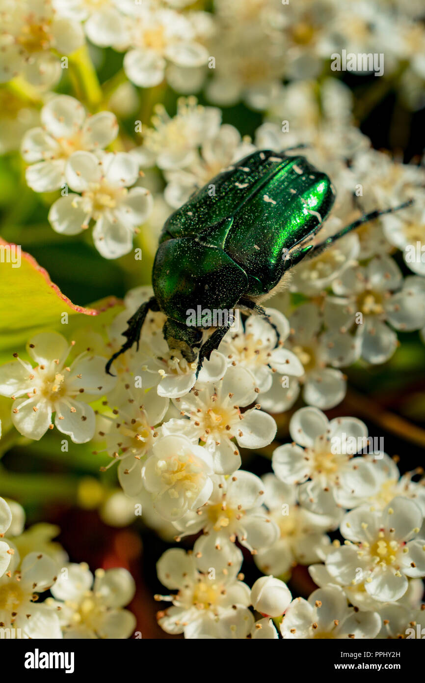 Picture of an insect sitting on a flower petal Stock Photo - Alamy