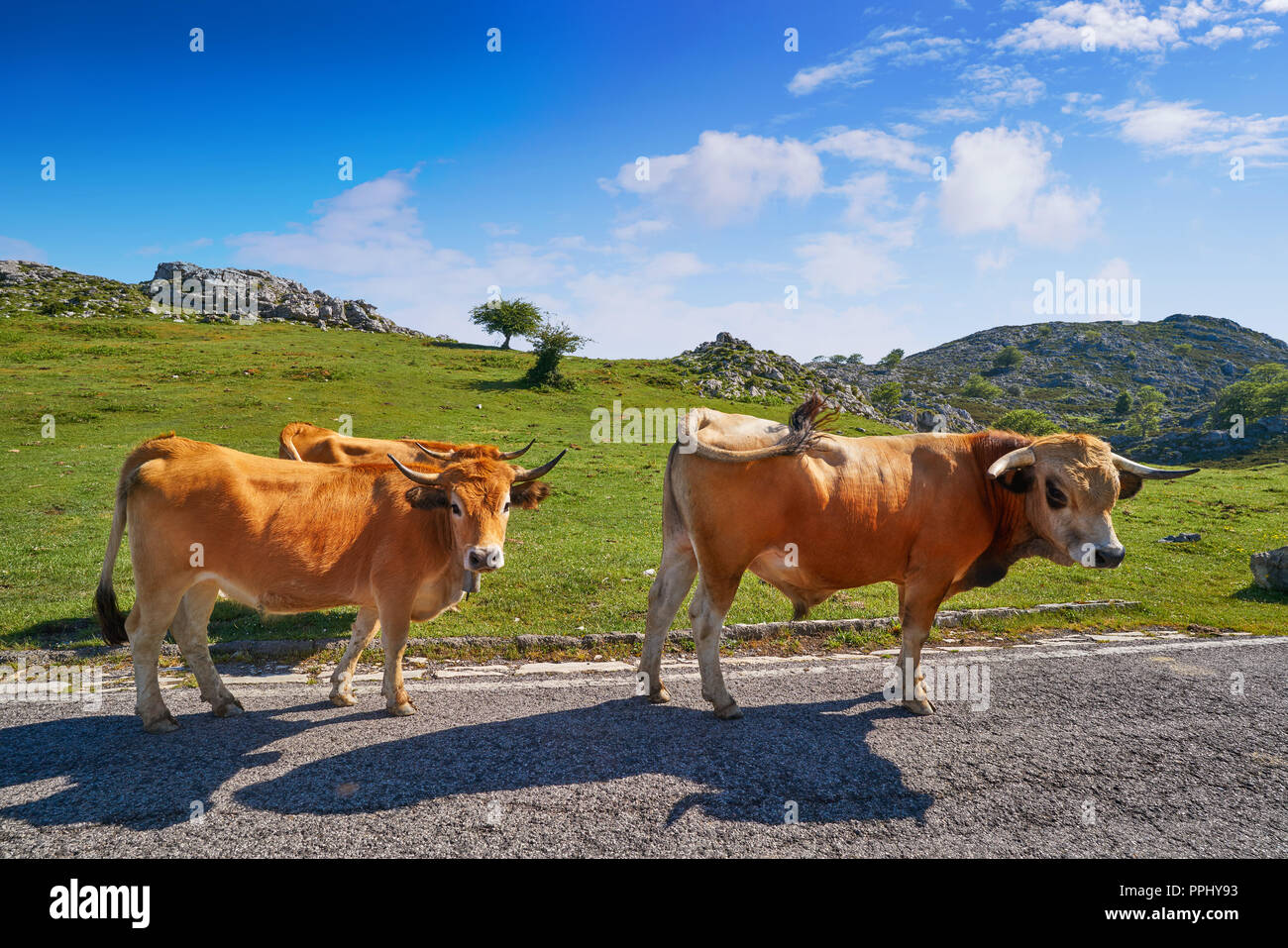 Cows on road asturias hi-res stock photography and images - Alamy
