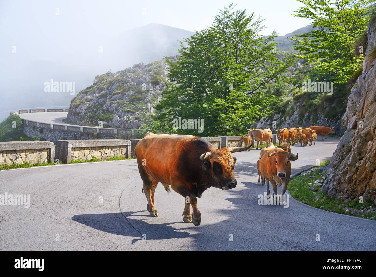 Cows on road asturias hi-res stock photography and images - Alamy