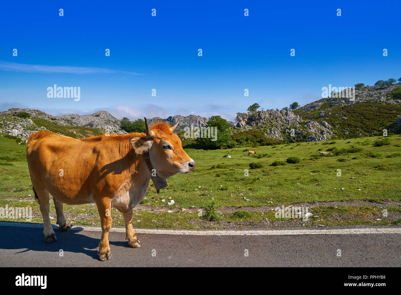 Cows on road asturias hi-res stock photography and images - Alamy