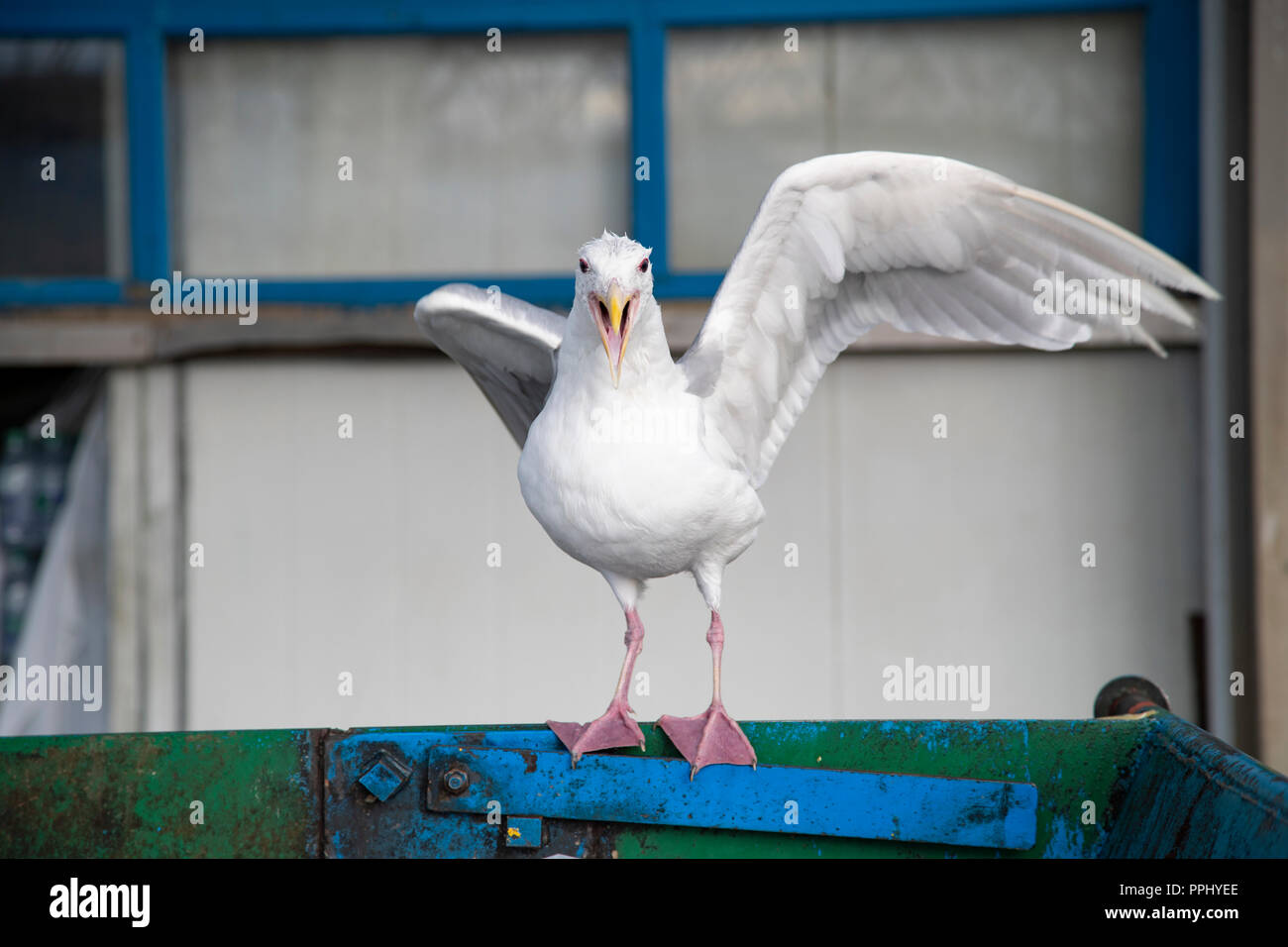Agressive seagull hi-res stock photography and images - Alamy