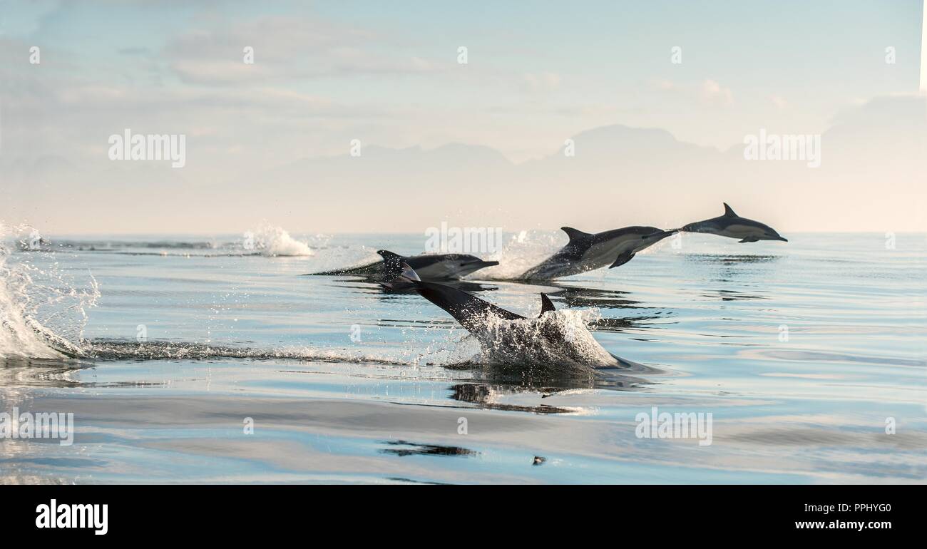 Dolphins in the ocean. Dolphins swim and jumping out of water. The Long ...