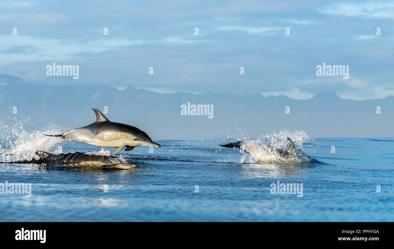 Dolphins in the ocean. Dolphins swim and jumping out of water. The Long ...