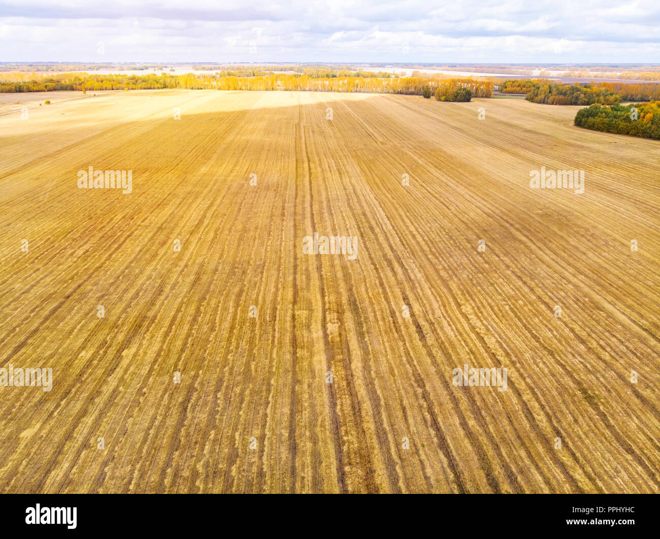 Aerial view of yellow field after the harvest. Harvesting in the fields ...