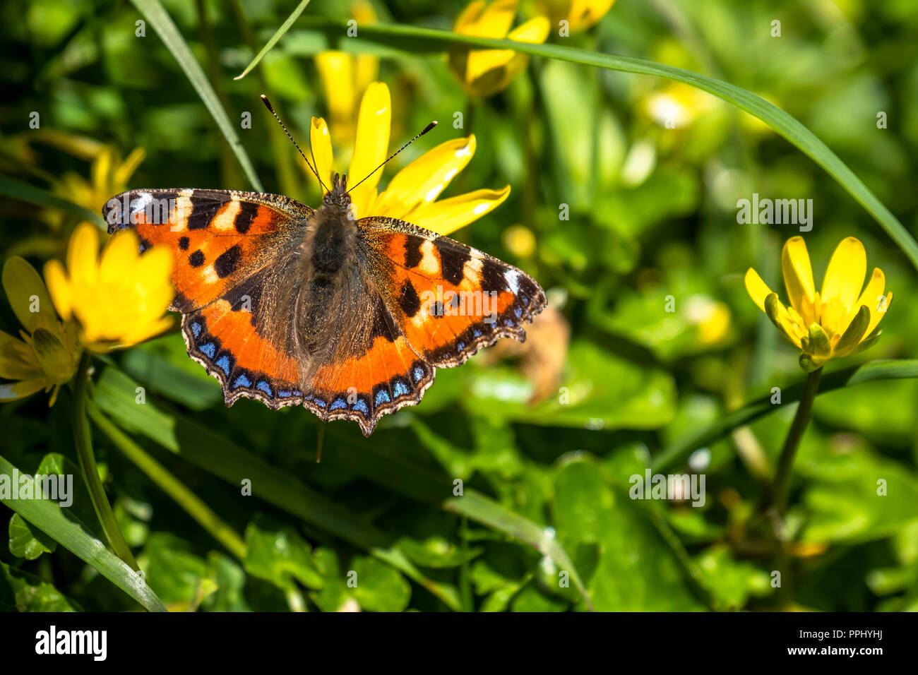 Close-up of Aglais urticate, small totoiseshell,sitting on buttercup ...