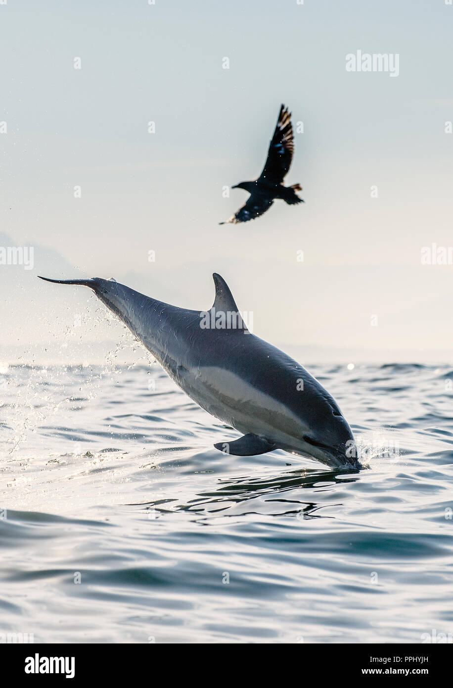 A dolphin and a bird. The dolphin jumps out of the water, a skua is ...