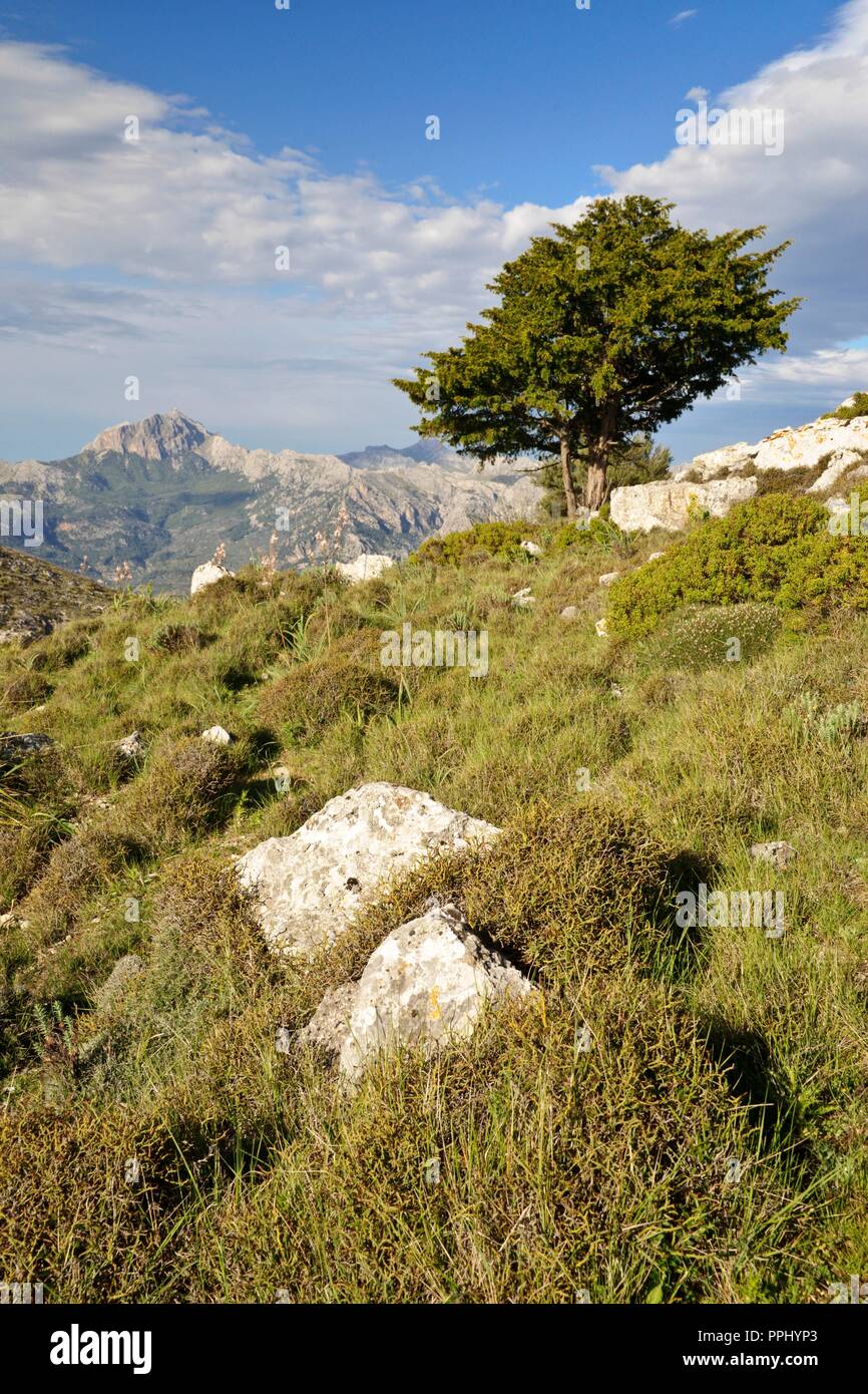 árbol de tejo hi-res stock photography and images - Alamy