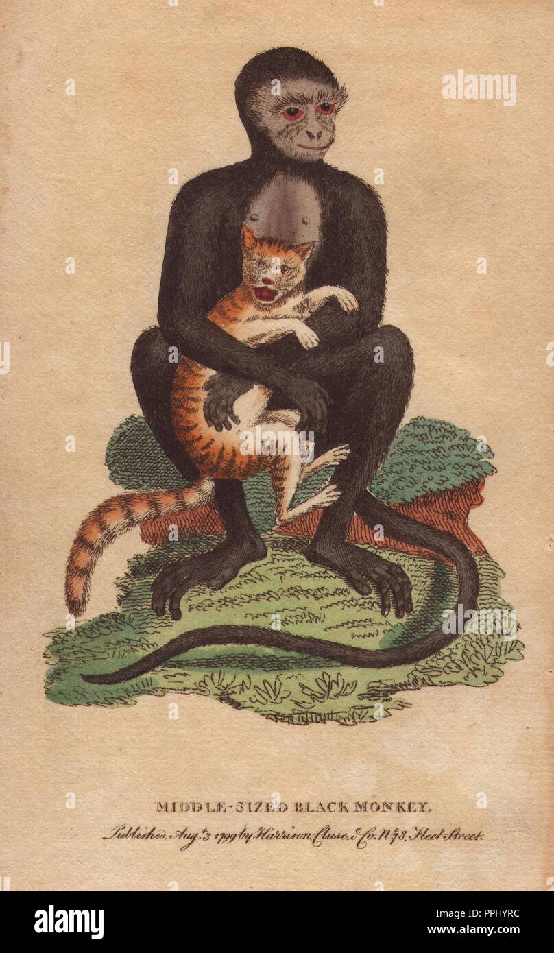 Middle sized black monkey (langur). . Cercopithecus maurus. . "This ...