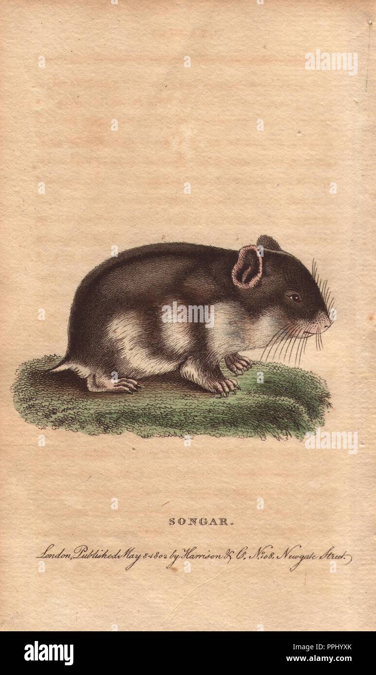 Dried rat hi-res stock photography and images - Alamy