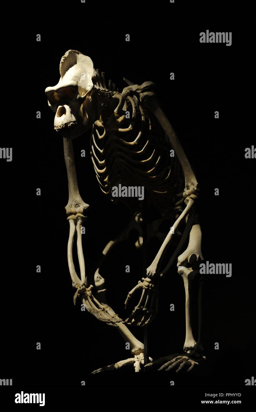 Gorilla skeleton hi-res stock photography and images - Alamy