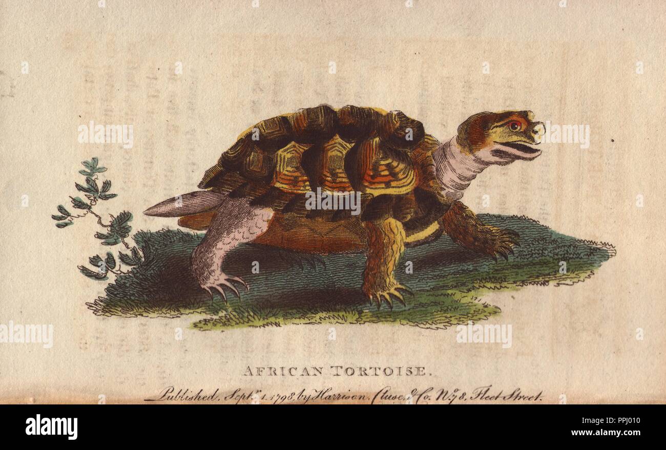 African beauties hi-res stock photography and images - Alamy