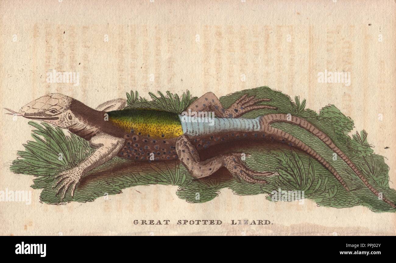 Great spotted lizard with a forked or double tail. . Ceiolaemus ...