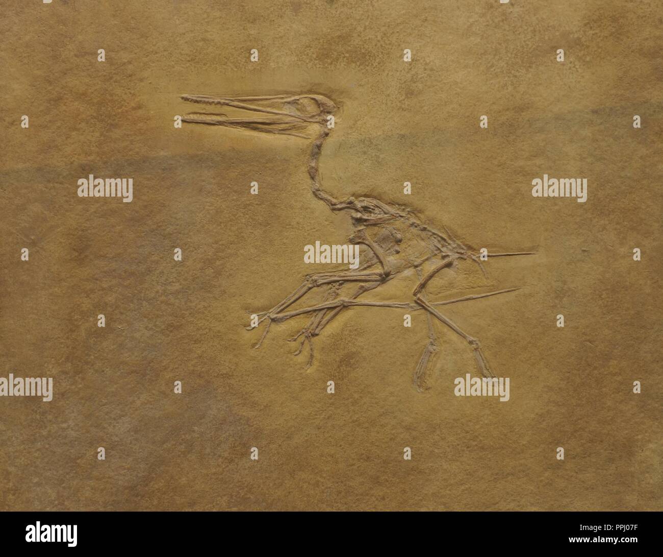 Pterodactylus, genus of pterosaur, whose members are popularly known as ...