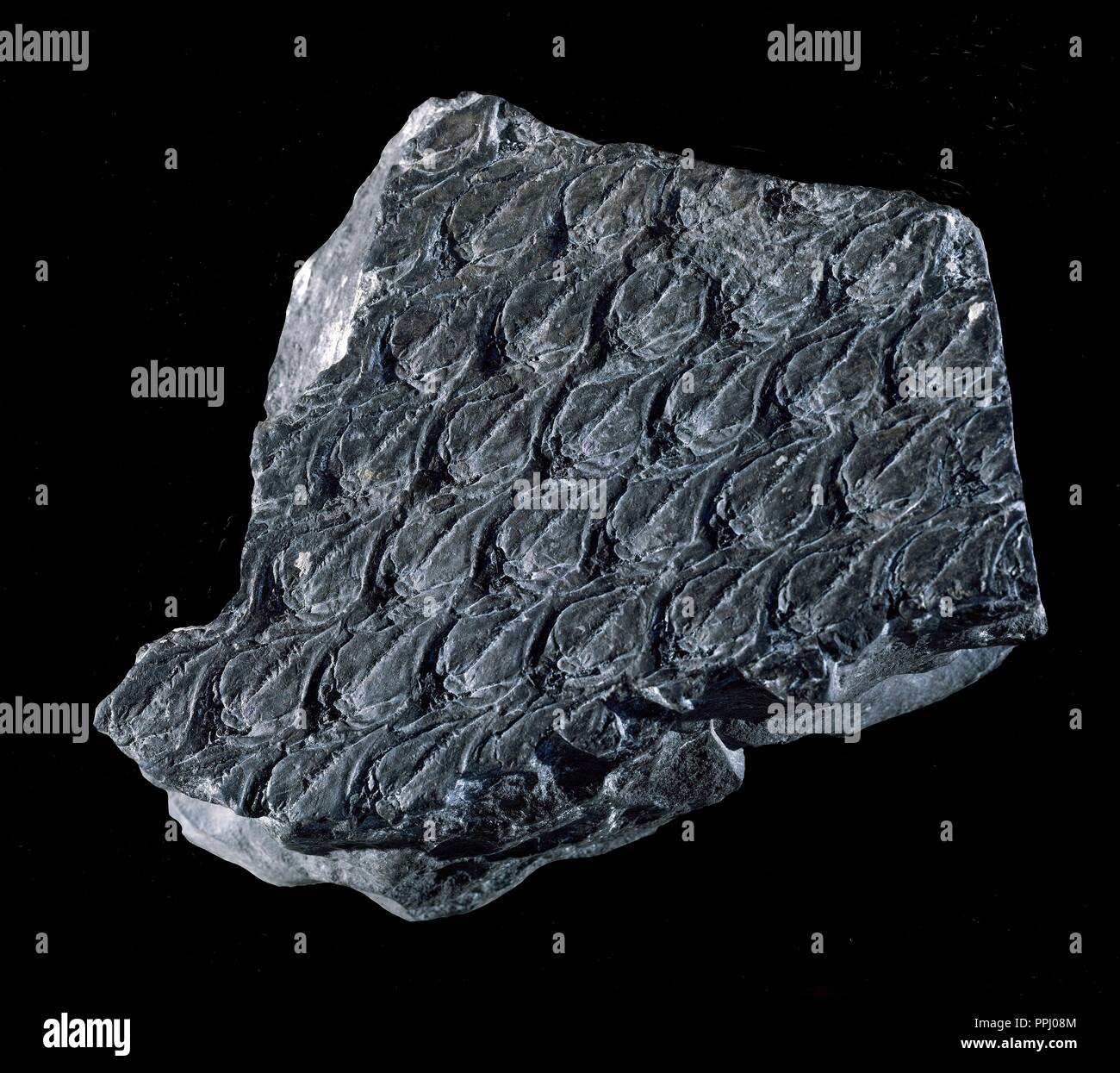 Lepidodendron hi-res stock photography and images - Alamy