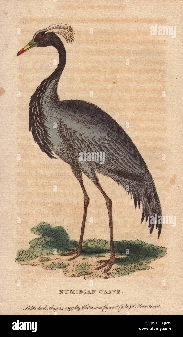Numidian crane hi-res stock photography and images - Alamy
