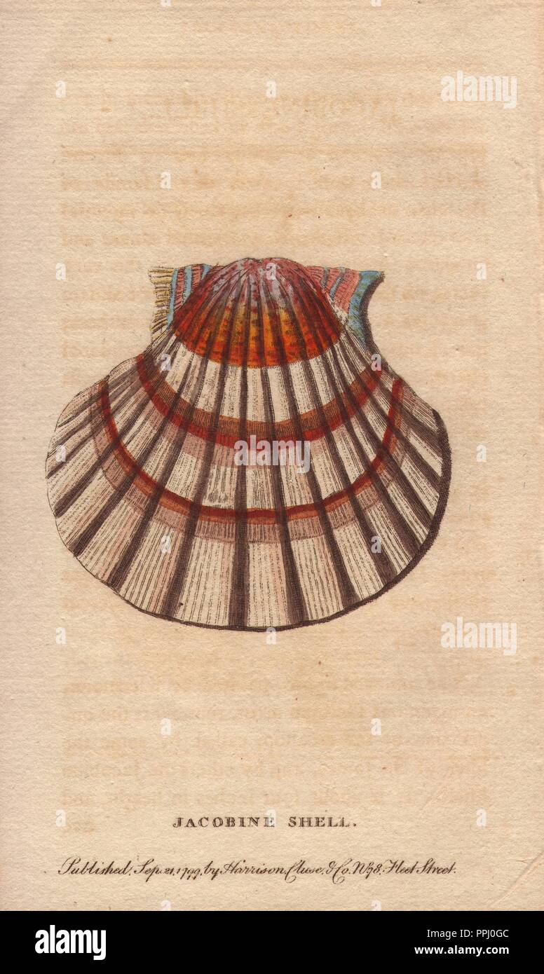 St james scallop shell engraving hi-res stock photography and images ...