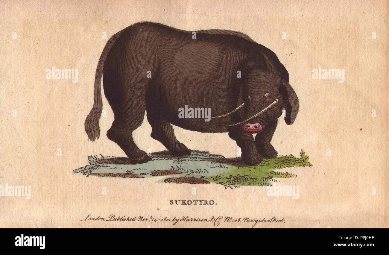 Sukotyro. . The mythical creature the sukotyro (from the Chinese) was ...