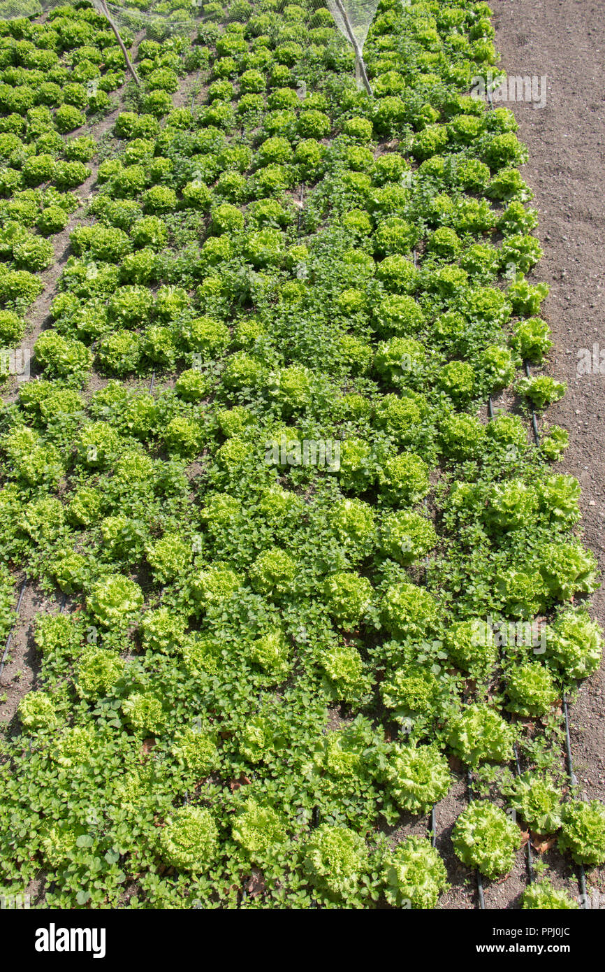 Growing sprouted agricultural crops in spring field Stock Photo - Alamy
