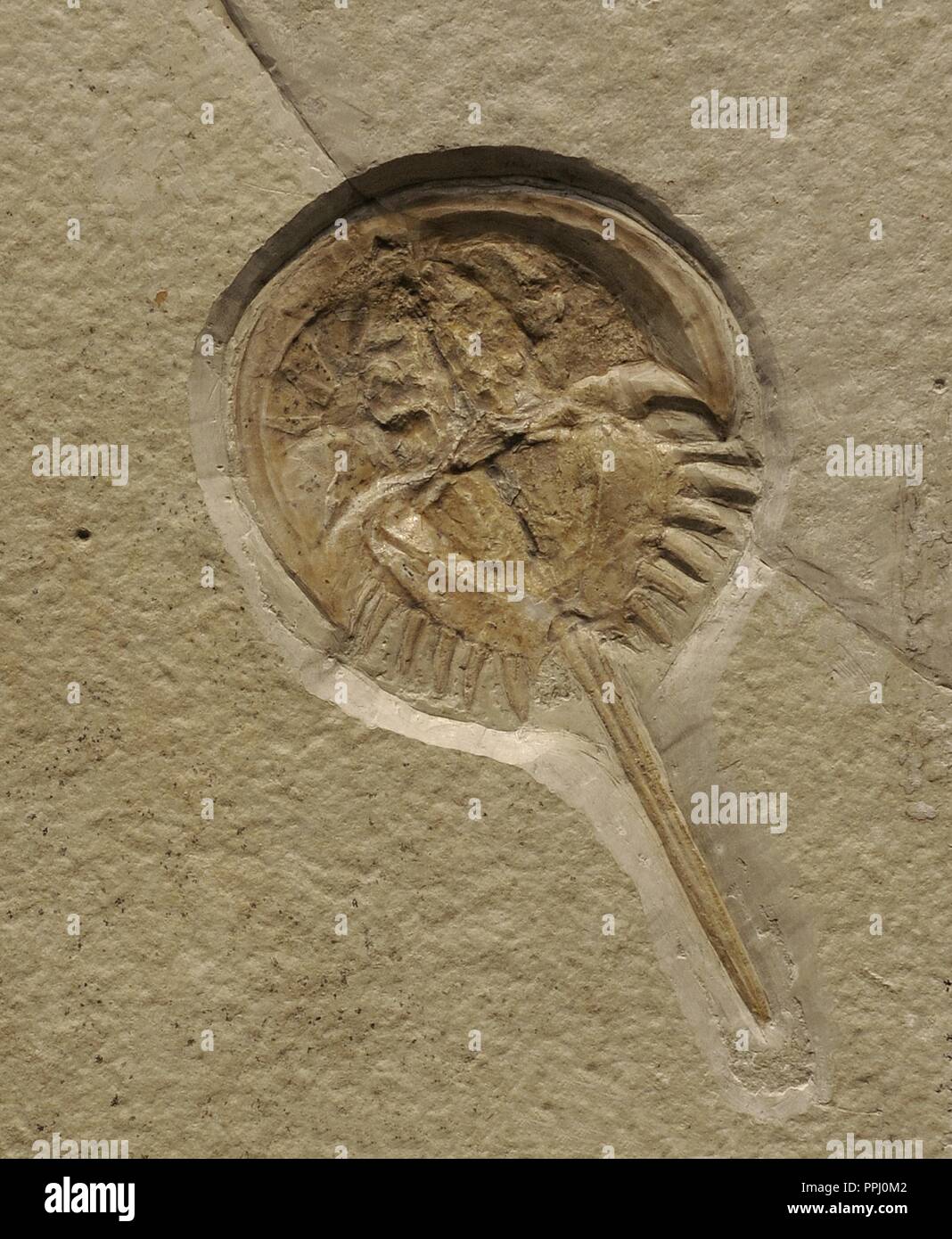 Mesolimulus, extinct genus of arthropods. Exemplary of Solnhofen ...