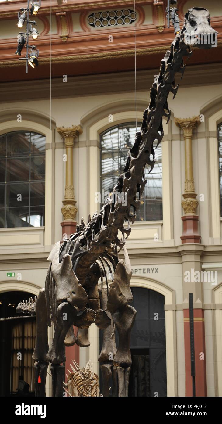 Dinosaurs hall. Skeleton of a Diplodocus. Museum fur Naturkunde (Museum ...