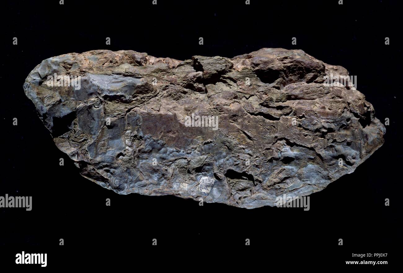 Lepidodendron Stock Photos & Lepidodendron Stock Images - Alamy