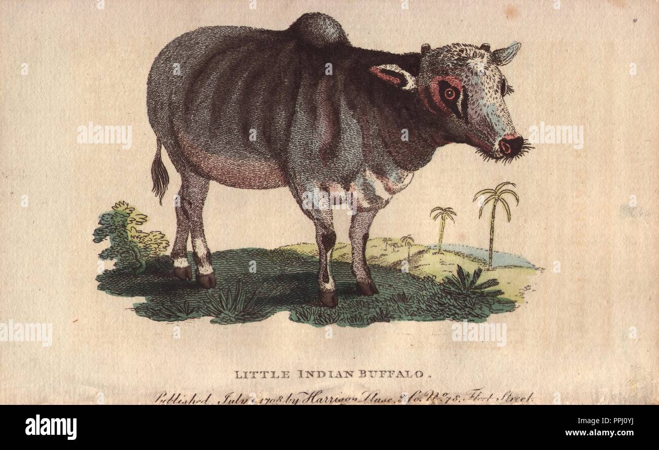 Little Indian buffalo . . Bos indicus. . Originally published by ...