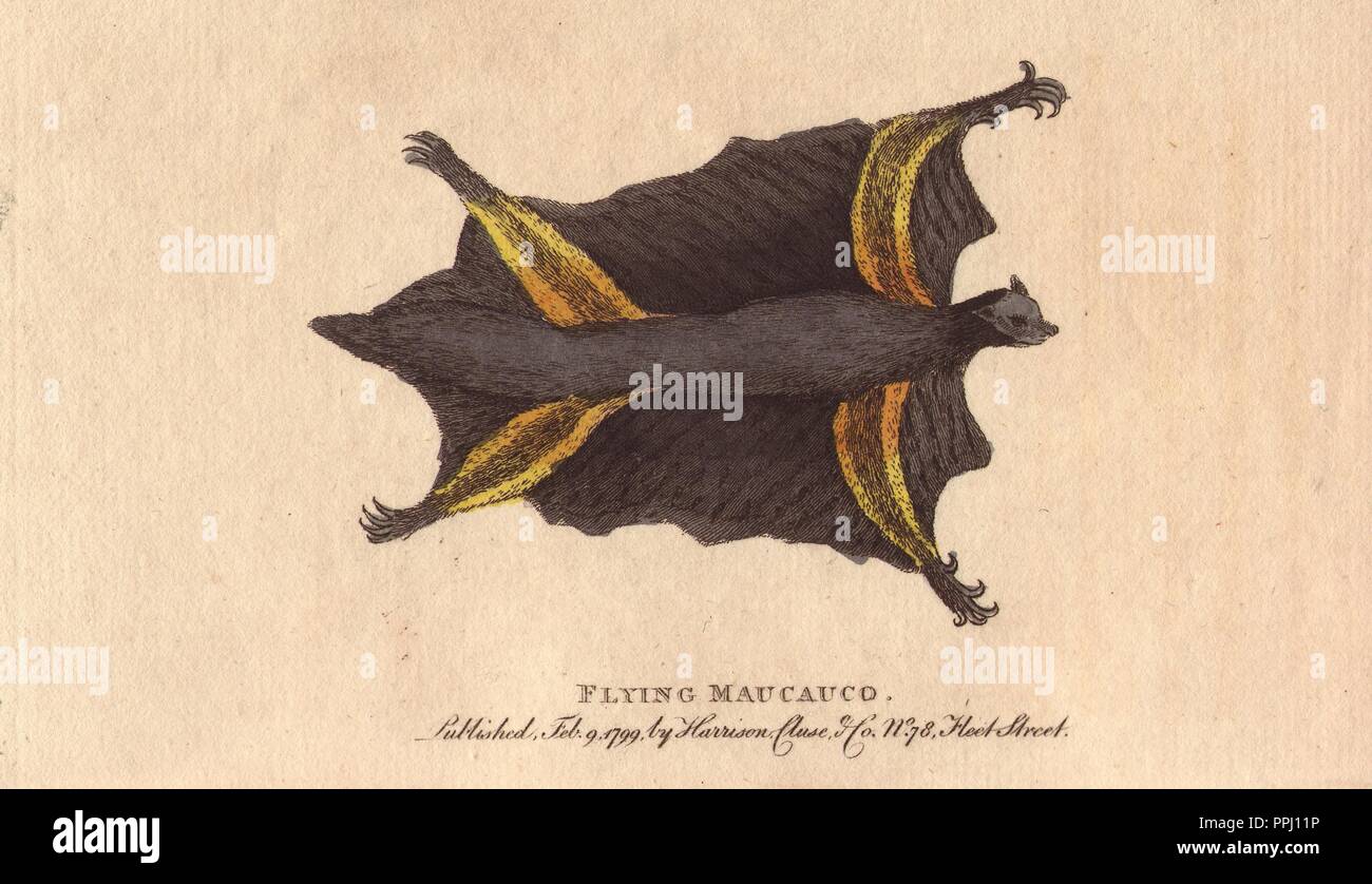 Philippine insect hi-res stock photography and images - Alamy