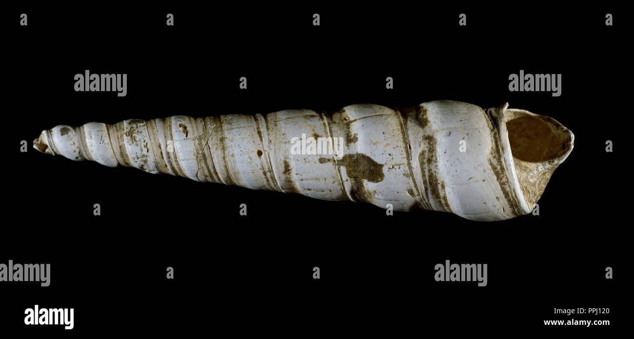 Spiral Turritella High Resolution Stock Photography and Images - Alamy