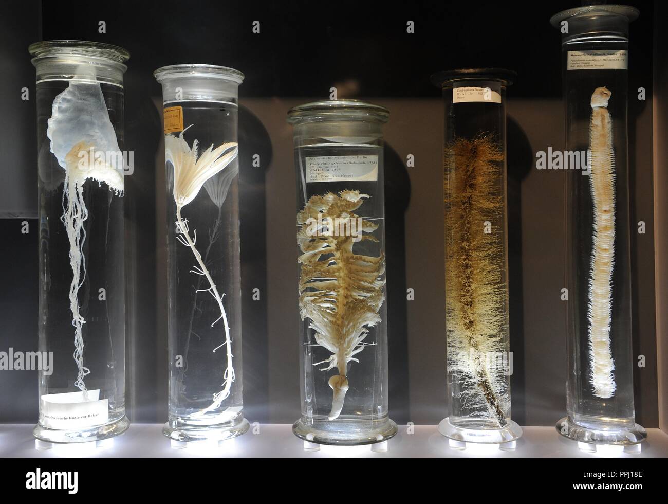 Museum fur Naturkunde. Berlin. Germany. Europe Stock Photo - Alamy