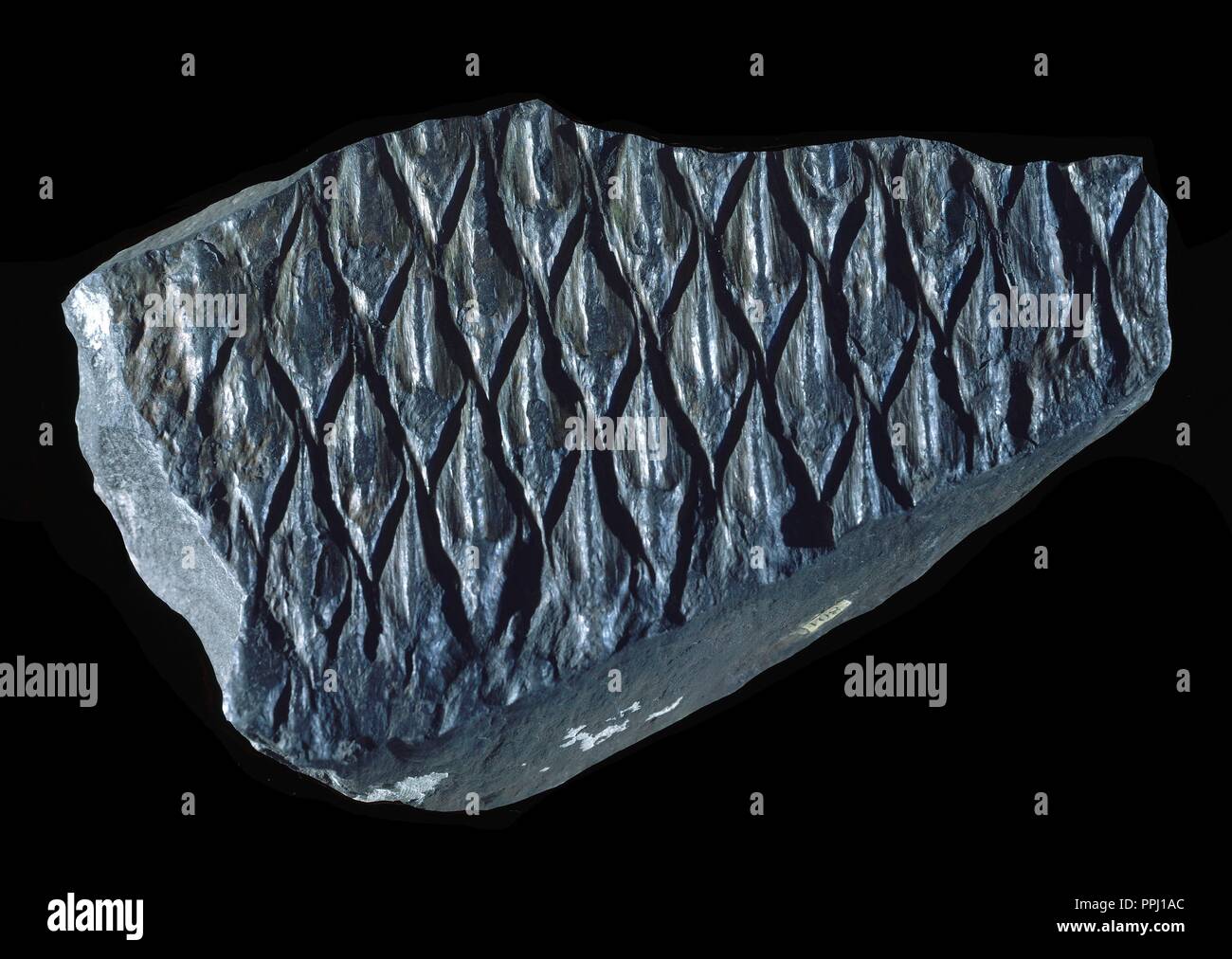 Lepidodendron fossil hi-res stock photography and images - Alamy